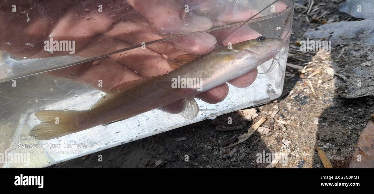 Pale Catfish (Rhamdia guatemalensis), Actinopterygii, Antón, Panamá ...