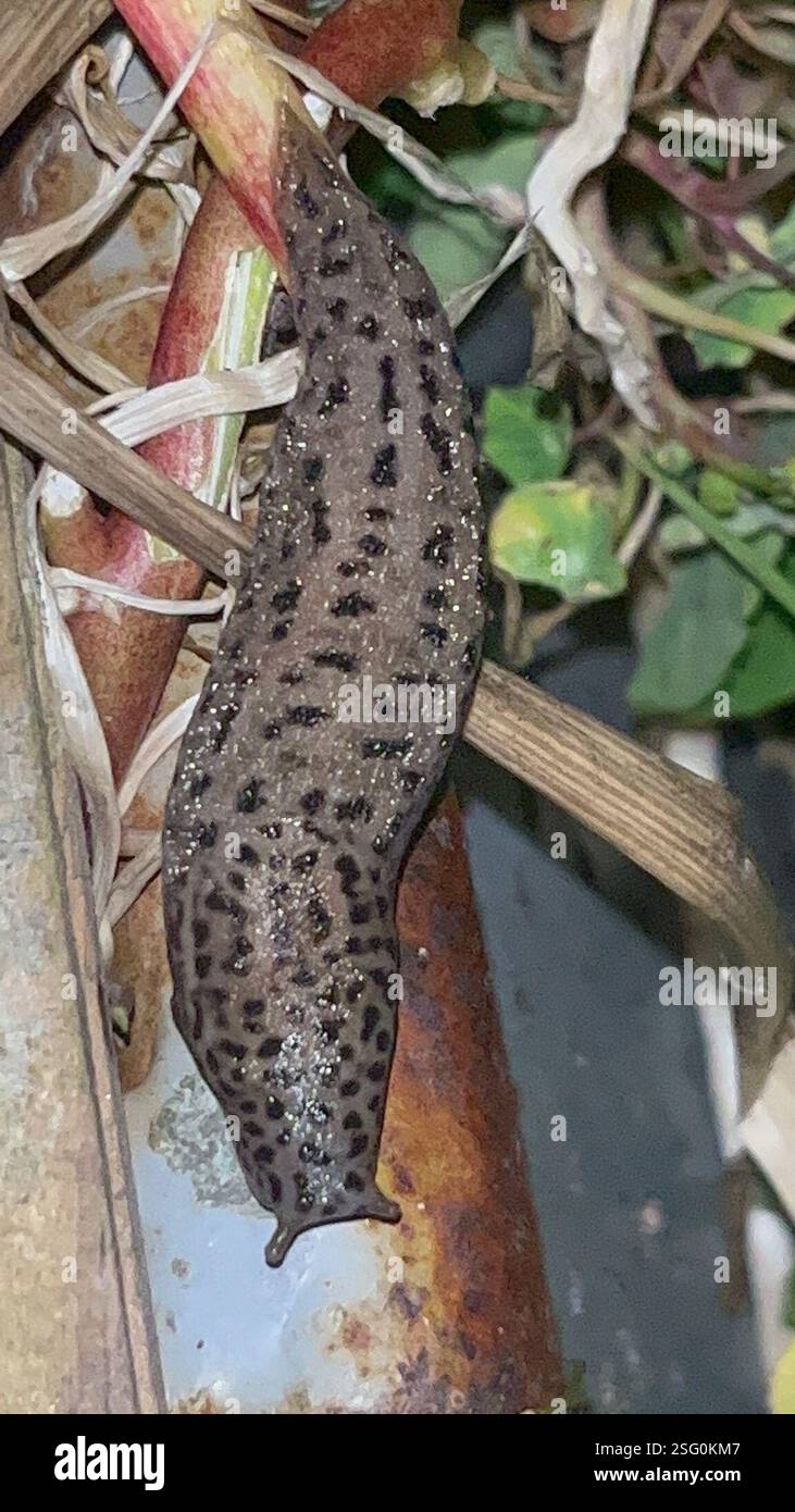 Leopard Slug (Limax maximus), Mollusca, Auckland, NZ Stock Photo - Alamy
