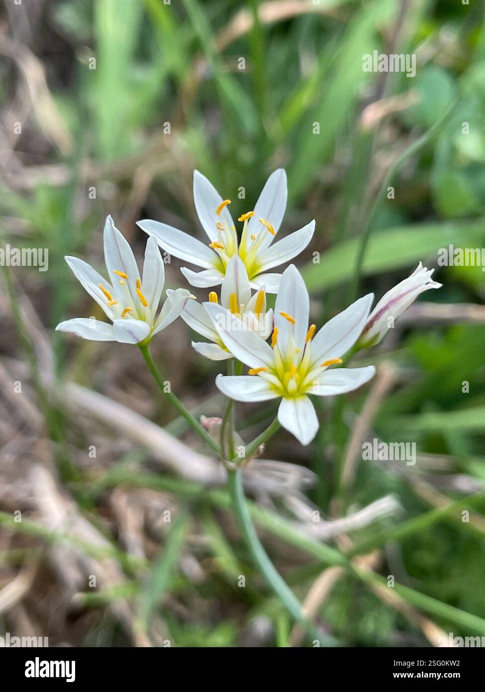 crowpoison (Nothoscordum bivalve), Plantae, Hazel Bazemore Park, Corpus ...
