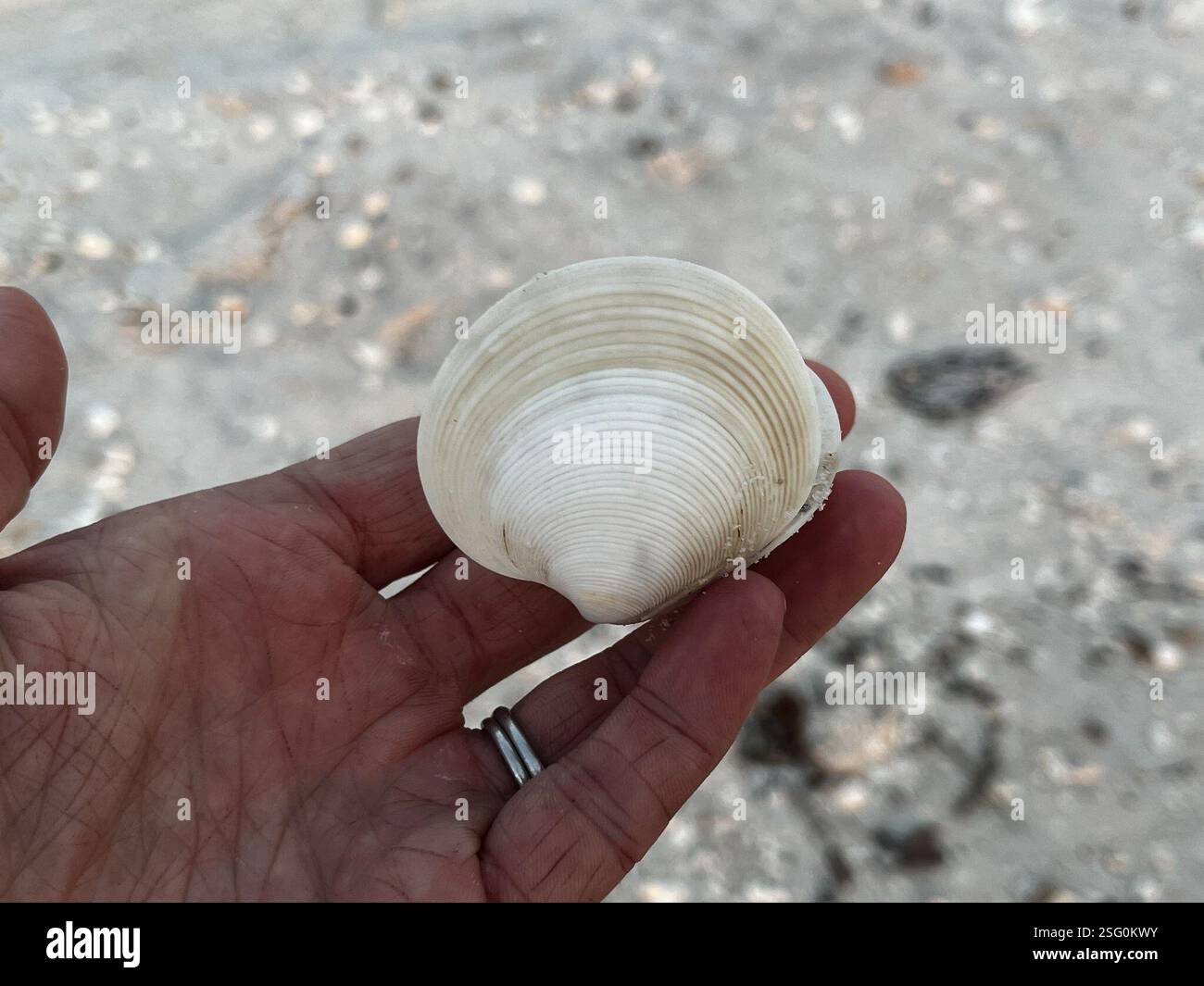 elegant dosinia (Dosinia concentrica), Mollusca, Little Hickory Island, Bonita Springs, FL, US ...
