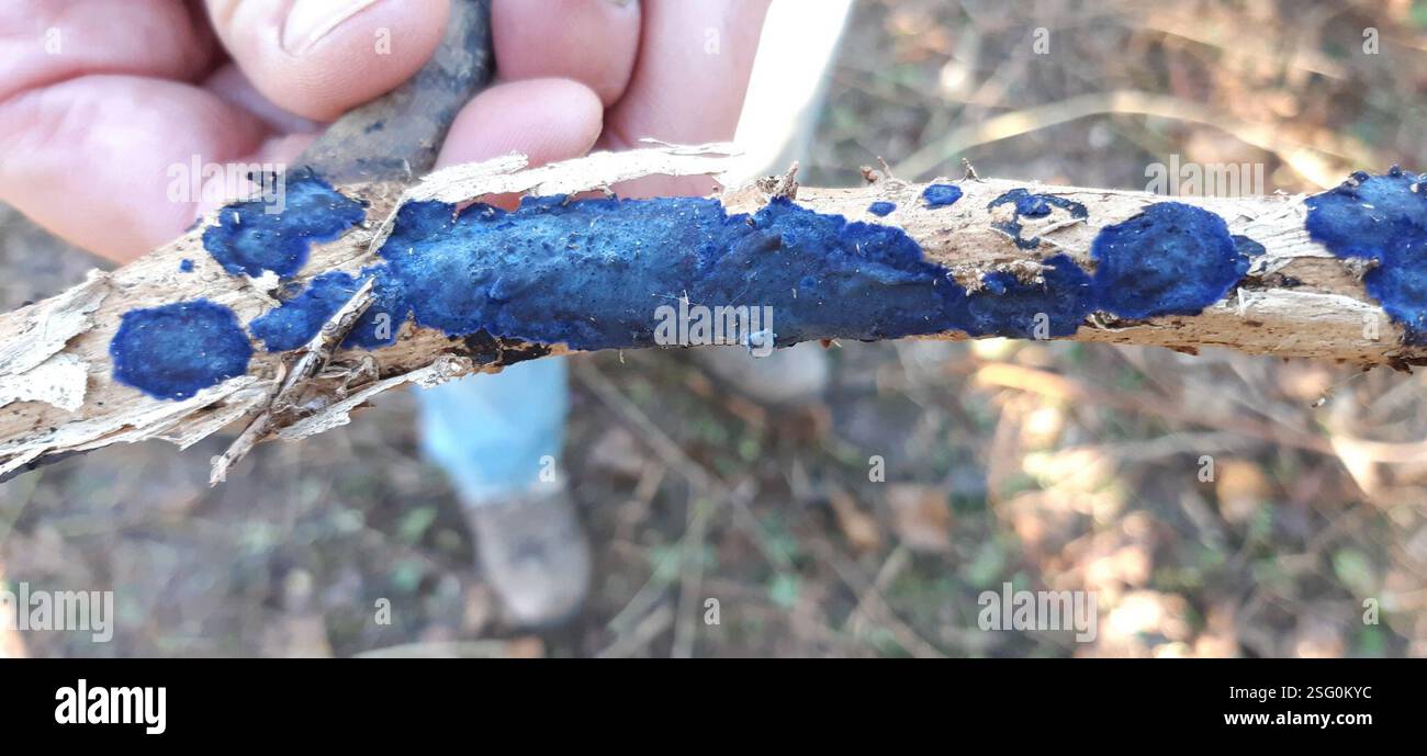 Cobalt Crust (Terana coerulea), Fungi, Coventry CV5, UK, Found on twigs ...
