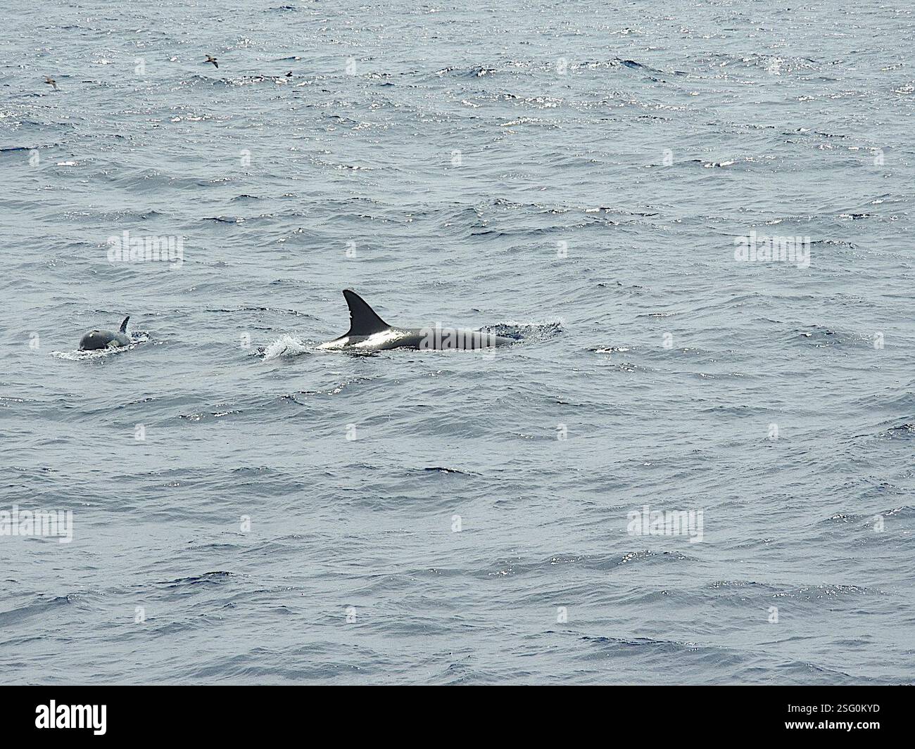 Orca (Orcinus orca), Mammalia, Bremer Bay WA 6338, Australia Stock ...