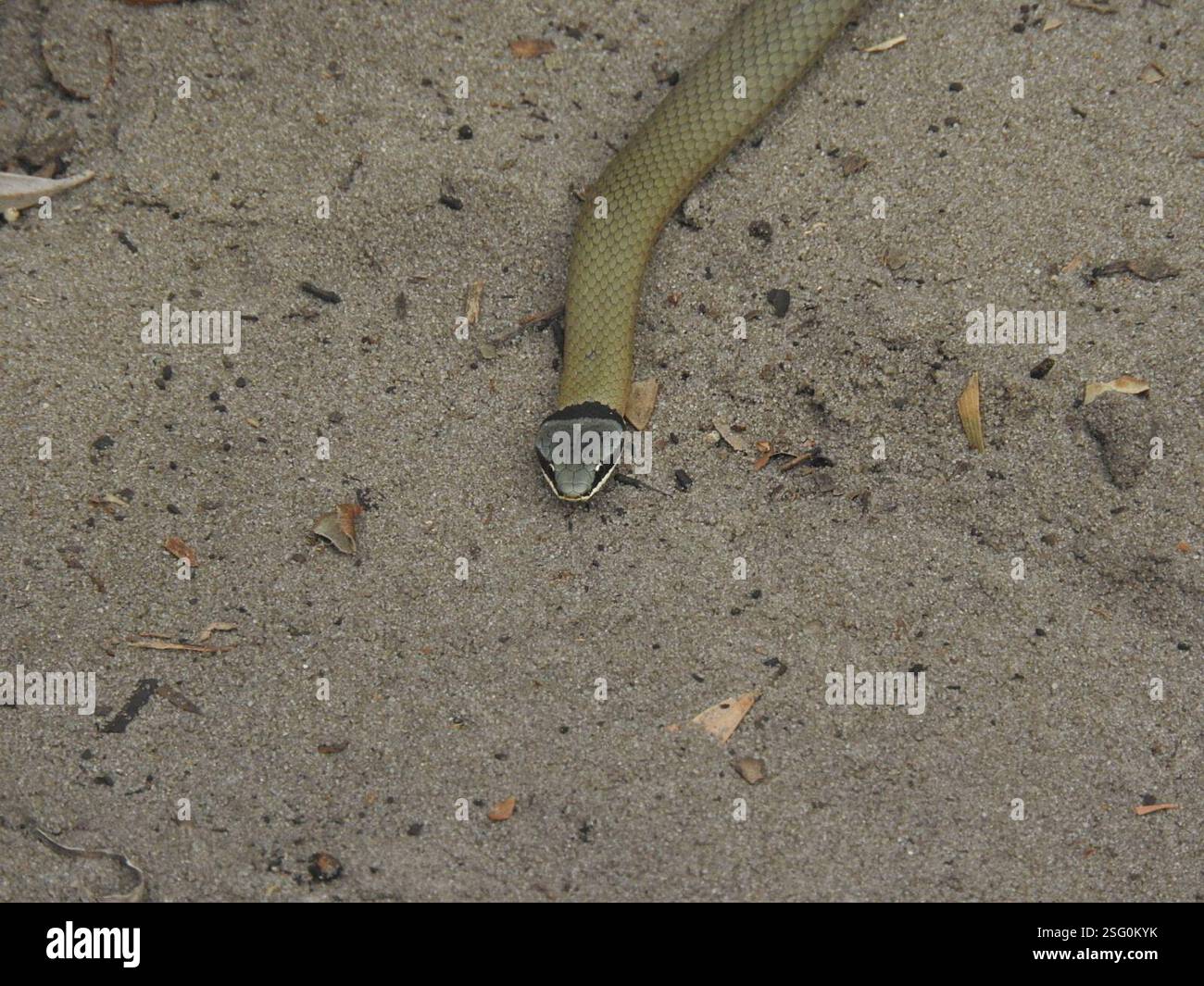 Crowned Snake (Elapognathus coronatus), Reptilia, Bremer Bay WA 6338 ...