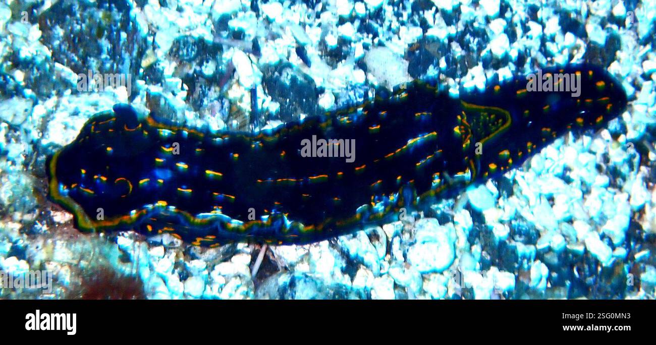 African sea goddess (Felimare tema), Mollusca, Baía da Fateixa, Cape ...