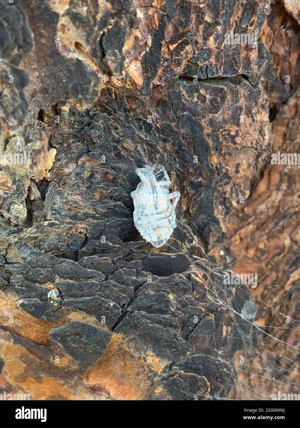Rough Stink Bugs (Brochymena), Insecta, Hidden Falls Regional Park ...