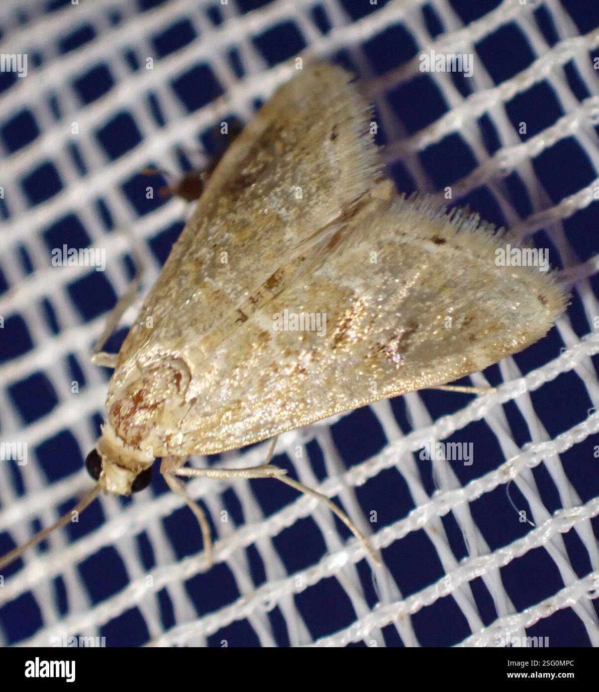Old World Webworm (Hellula undalis), Insecta, São Vicente, Cape Verde ...