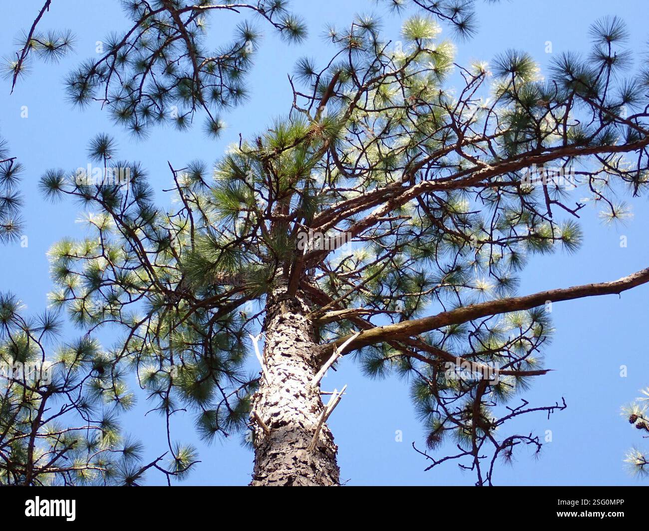 longleaf pine (Pinus palustris), Plantae, North Carolina, US Stock ...