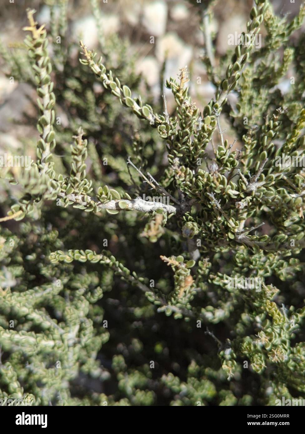 Rio Grande saddlebush (Mortonia scabrella), Plantae, Dell City, TX ...