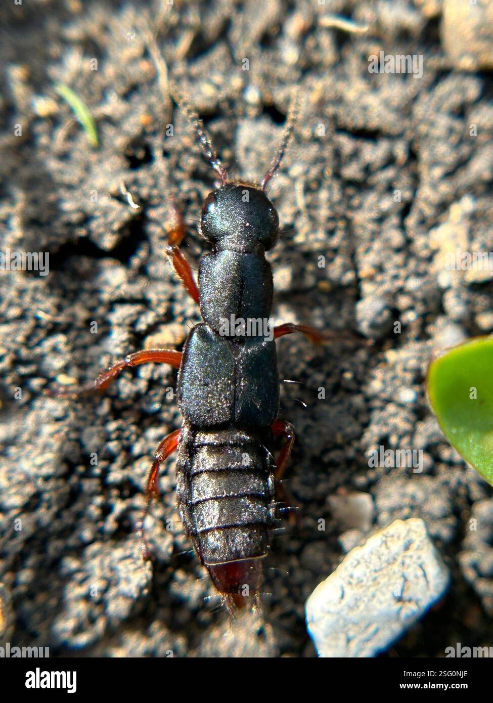 (Dinothenarus saphyrinus), Insecta, San Luis Obispo, CA, US Stock Photo ...