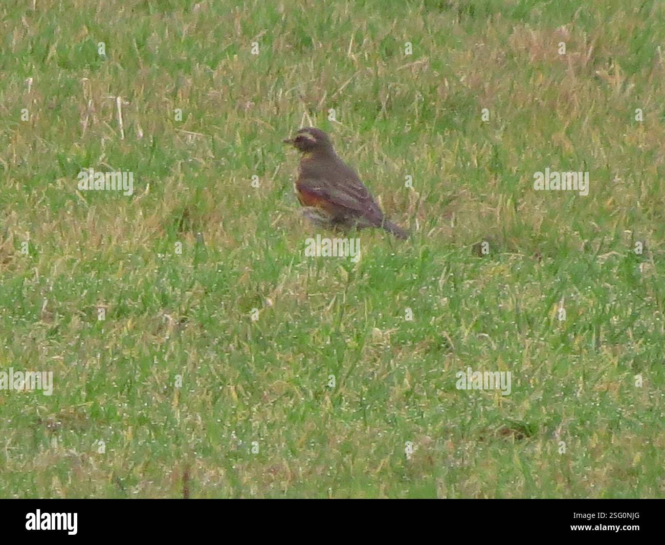 Redwing (Turdus iliacus), Aves, RSPB Adwick Washlands, Bolton upon ...