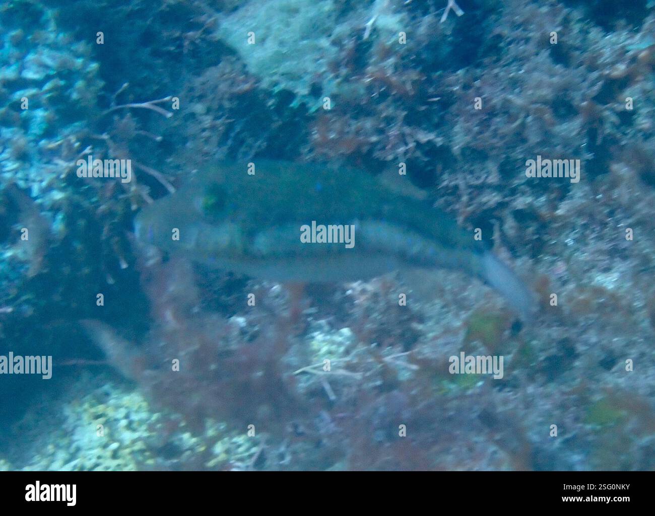 Macaronesian Toby (Canthigaster capistrata), Actinopterygii, Baía da ...