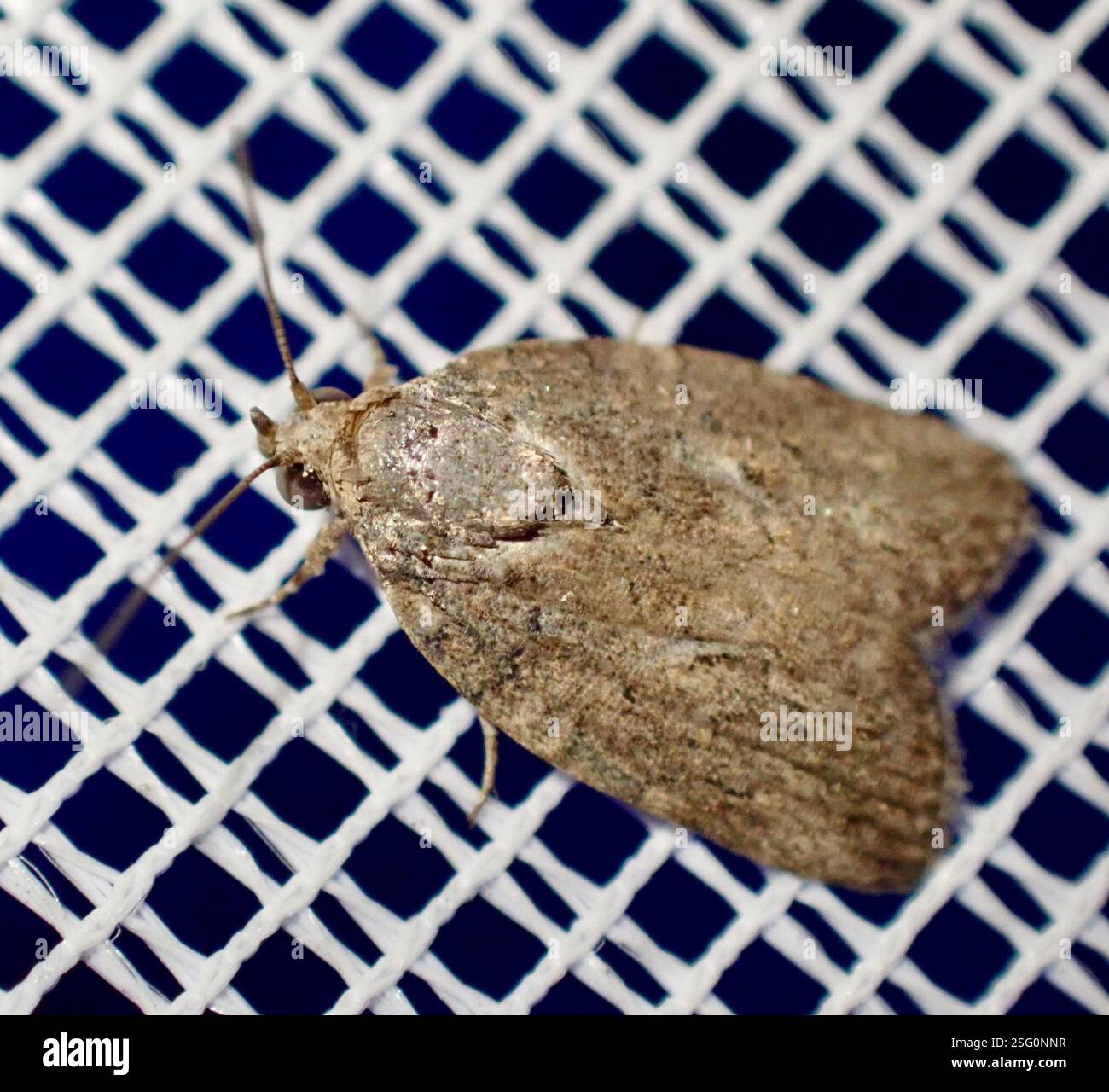 Owlet Moths and Allies (Noctuoidea), Insecta, Santo Antão, Cape Verde ...