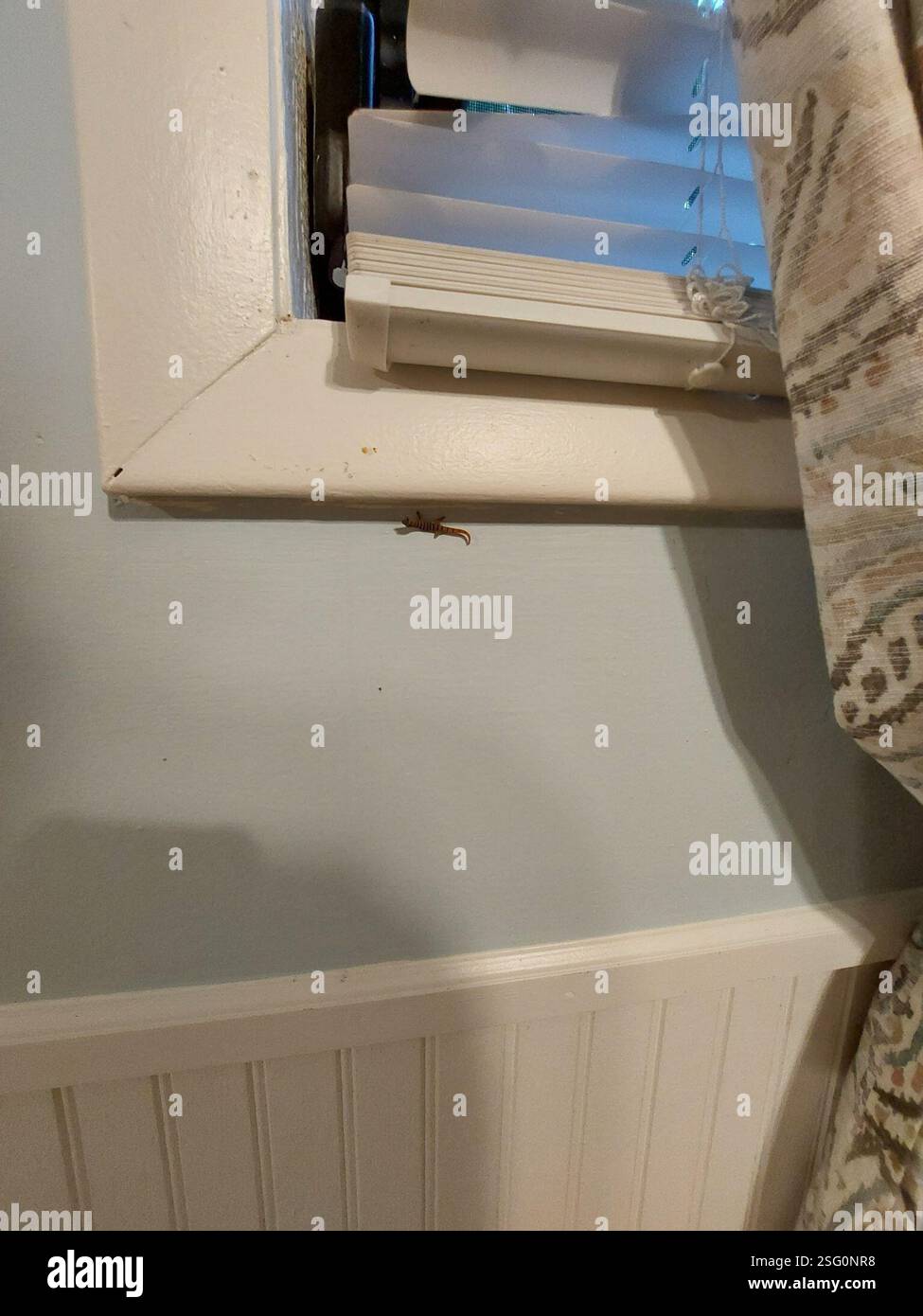 Ashy Gecko (Sphaerodactylus elegans), Reptilia, Duck Key, FL 33050, USA ...