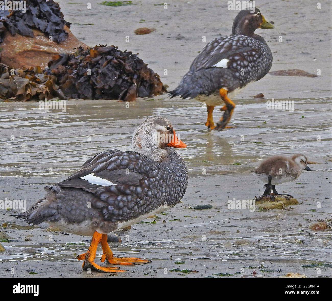 Falkland Steamer Duck (Tachyeres brachypterus), Aves, West Point FIQQ ...