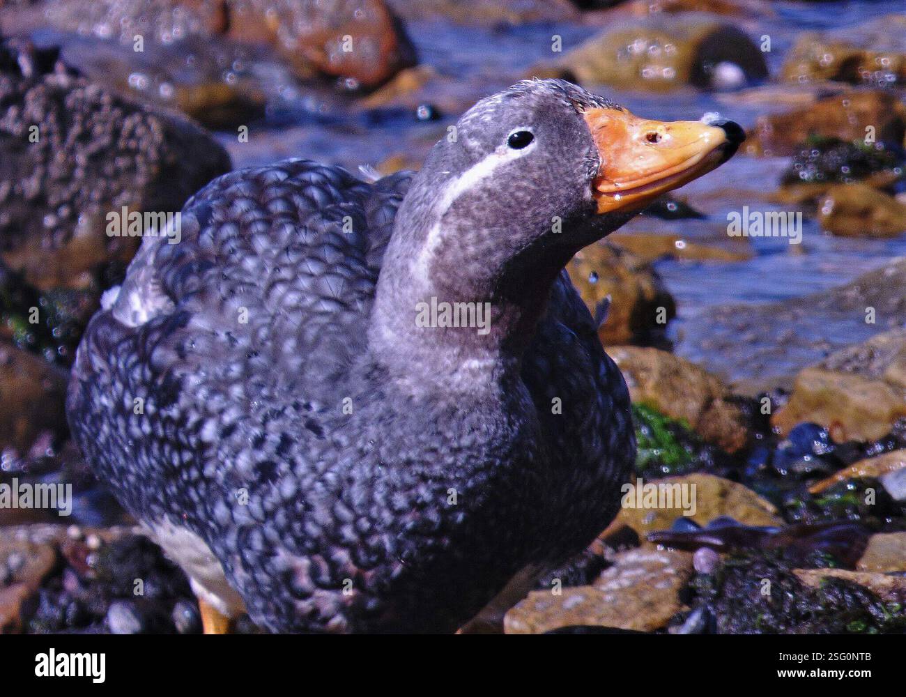 Falkland Steamer Duck (Tachyeres brachypterus), Aves, Puerto Argentino ...