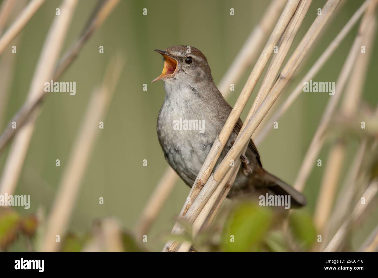 Cettis warbler in full song perched in the reed beds of Oare marshes ...