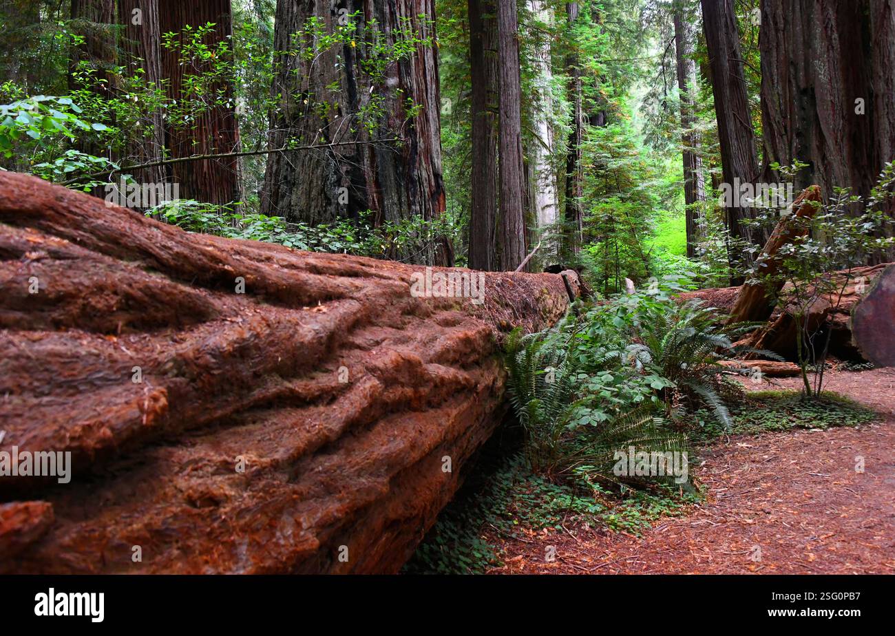 Jedadiah smith redwoods state park hi-res stock photography and images ...