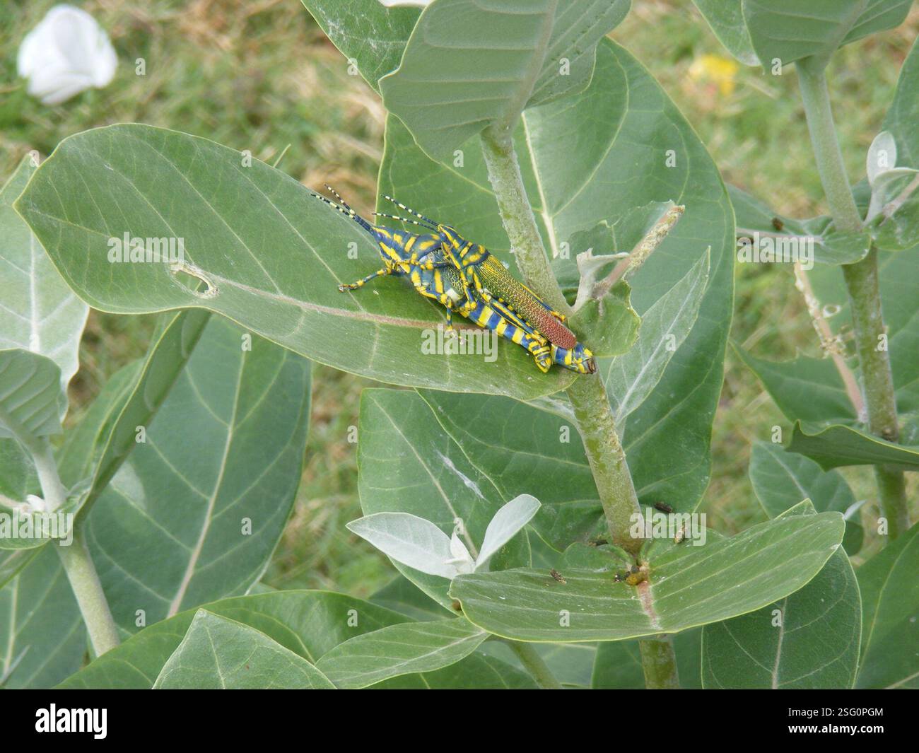 Painted Grasshopper (Poekilocerus pictus), Insecta, Хаертабад ...