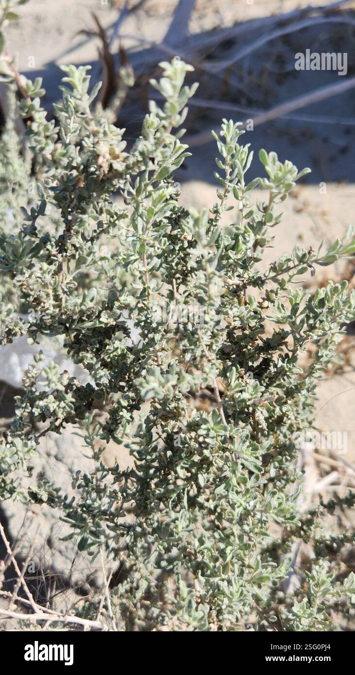 Cattle Saltbush (Atriplex polycarpa), Plantae, Indio, CA 92201, USA ...