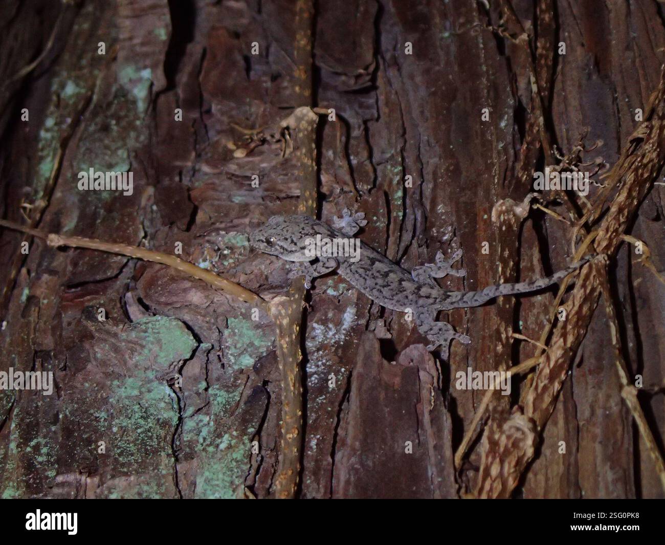 Japanese Giant Gecko (Gekko japonicus), Reptilia, Saitama, JP Stock ...