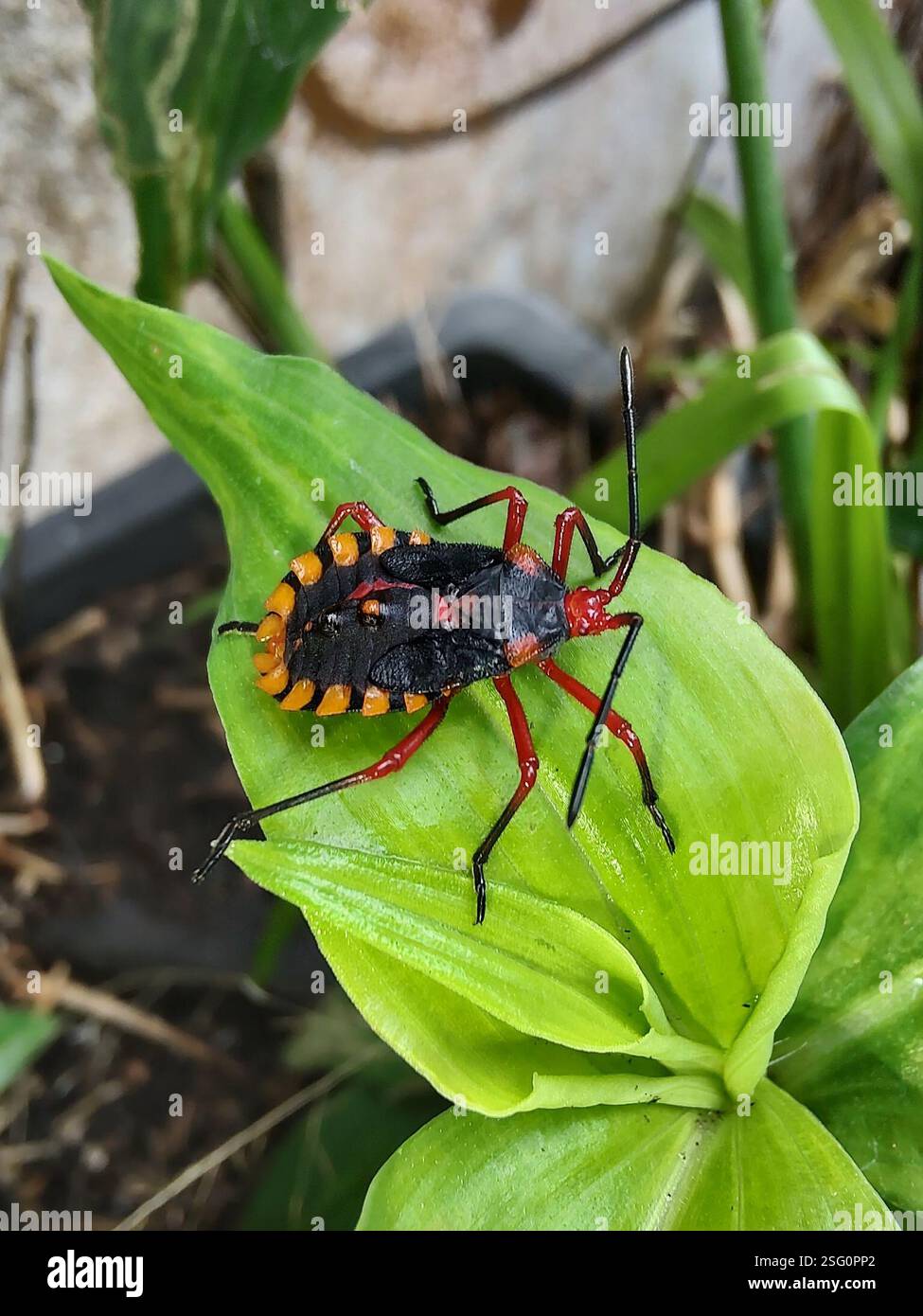 (Spartocera), Insecta, Agronomia, Porto Alegre - RS, Brasil, Spartocera ...