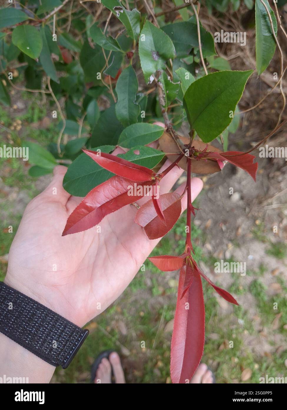 Chinese Photinia (Photinia serratifolia), Plantae, Uptown, Houston, TX ...