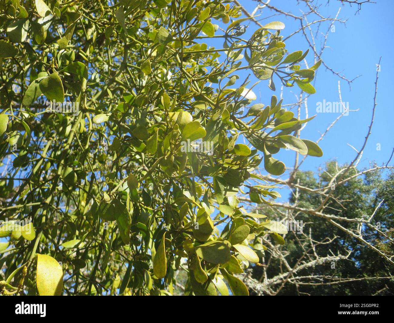 American Mistletoe (Phoradendron leucarpum), Plantae, Windsor Forest ...
