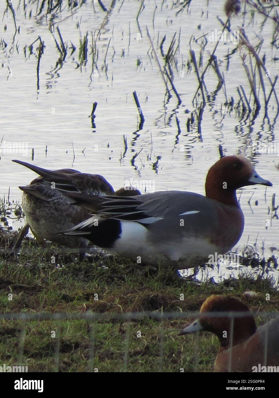 Eurasian Wigeon (Mareca penelope), Aves, RSPB Dearne Valley - Wombwell ...