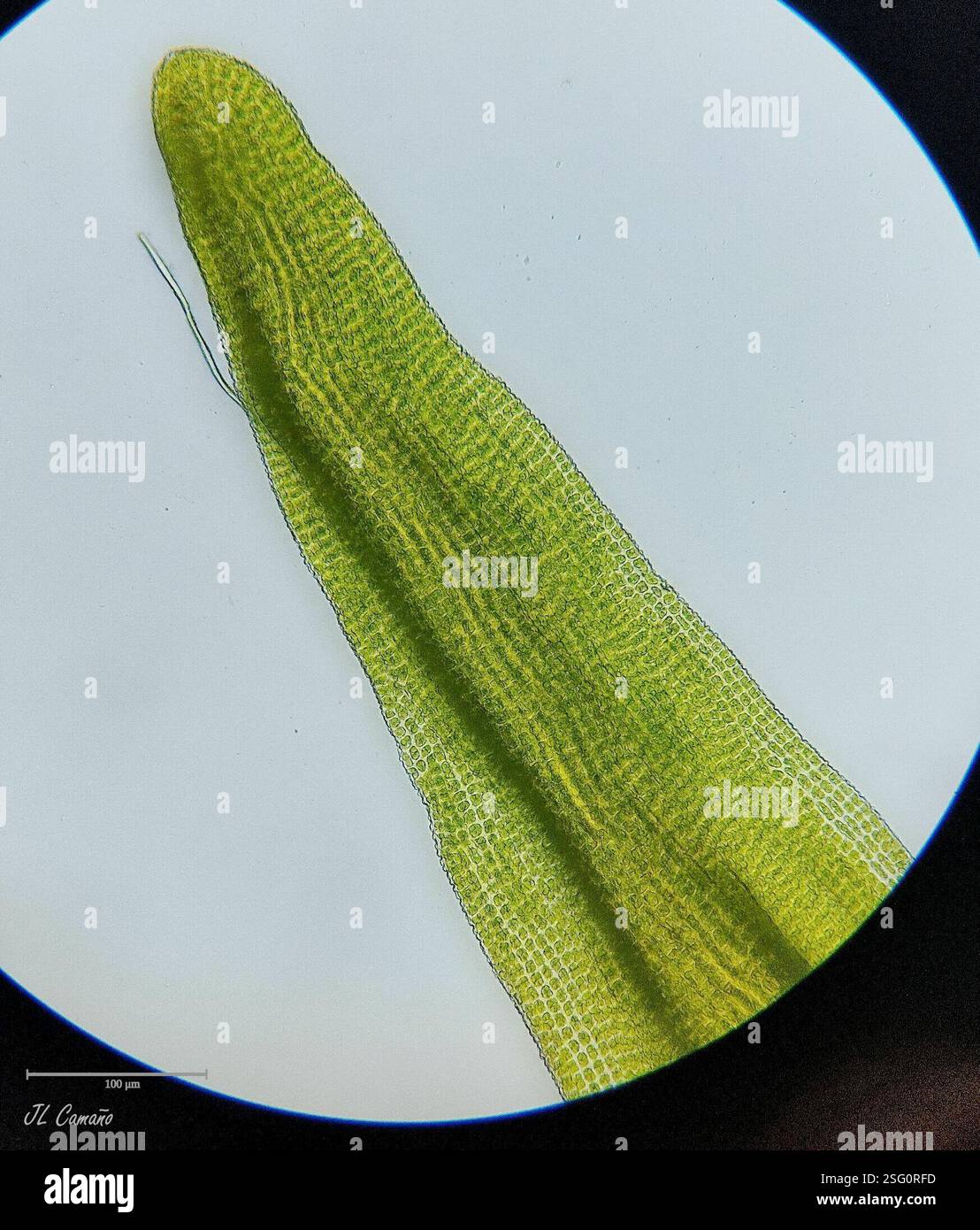 Narrow-leaved Fringe-moss (Racomitrium aquaticum), Plantae, Pontevedra ...