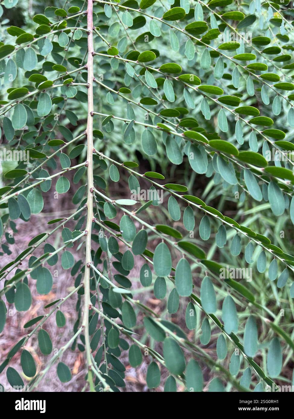 scrubby spurge (Phyllanthus gunnii), Plantae, Mount Cotton, QLD, AU ...