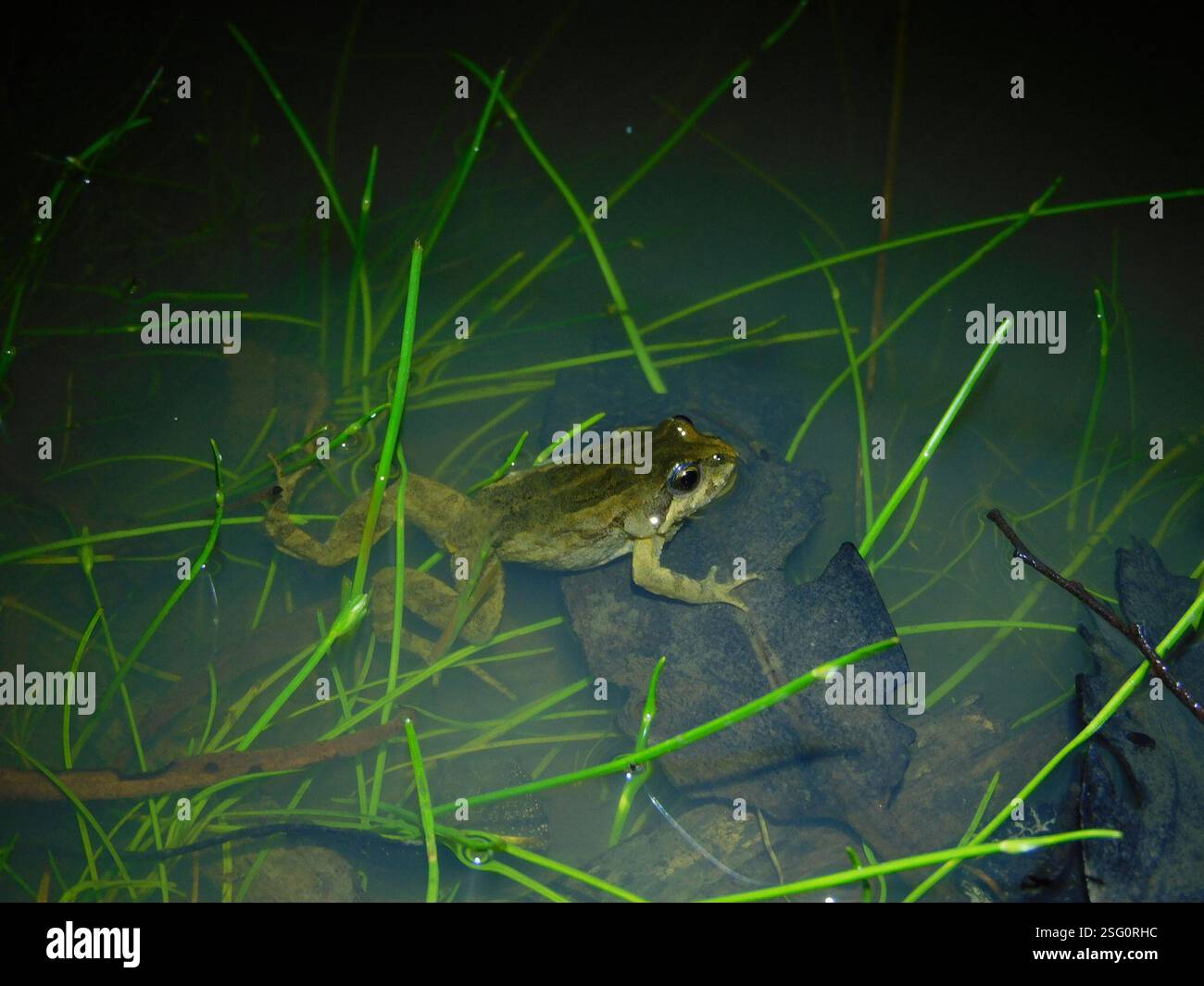 Common Eastern Froglet (Crinia signifera), Amphibia, Hobart TAS ...