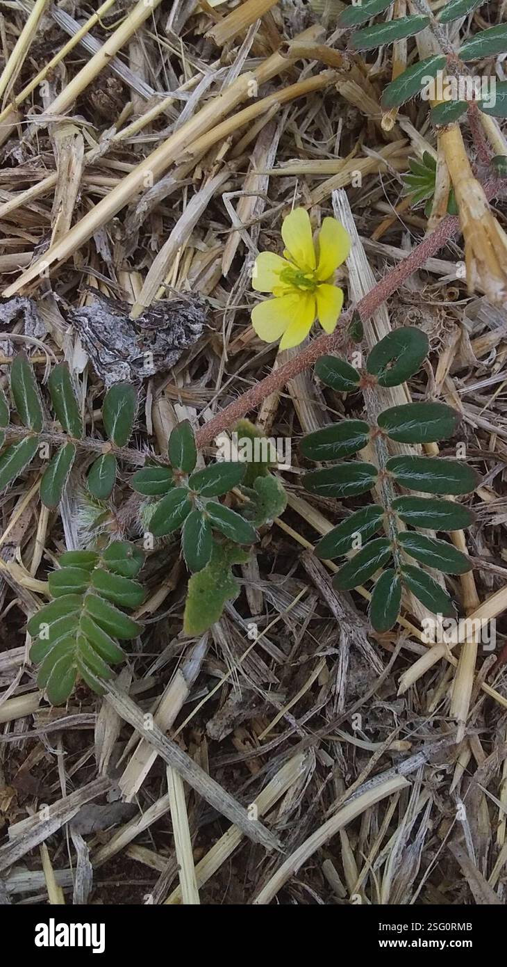 puncture vine (Tribulus terrestris), Plantae, Ascot Park SA 5043 ...