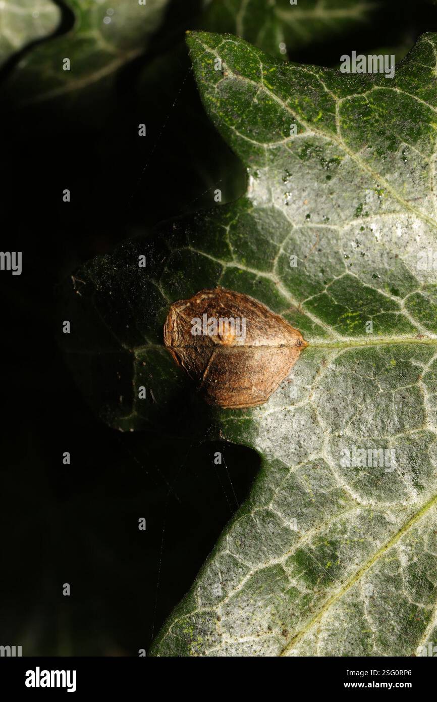 (Boeremia hedericola), Fungi, Reynolds Park, Church Road, Woolton ...