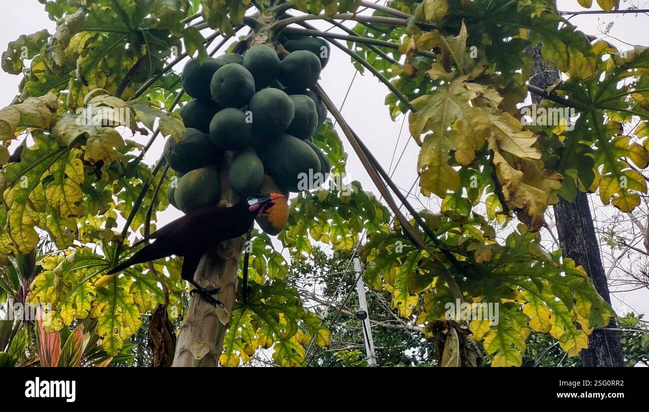 Montezuma Oropendola (Psarocolius montezuma), Aves, Calle principal ...