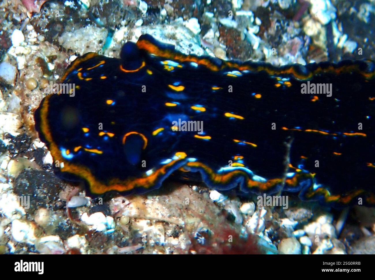 African sea goddess (Felimare tema), Mollusca, Baía da Fateixa, Cape ...