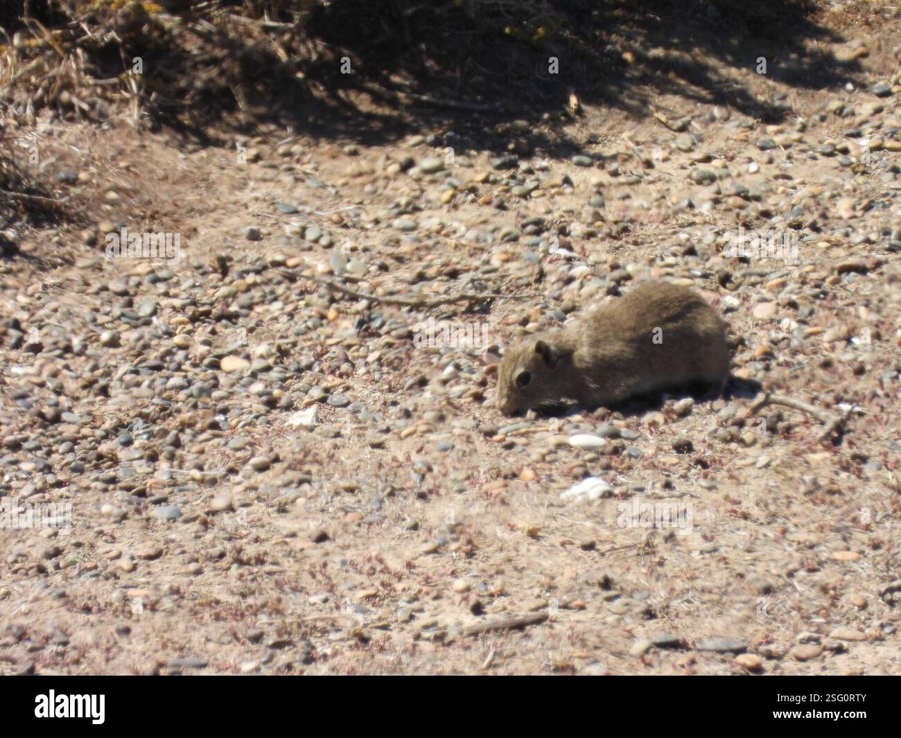 Southern Mountain Cavy (Microcavia australis), Mammalia, Ruta ...