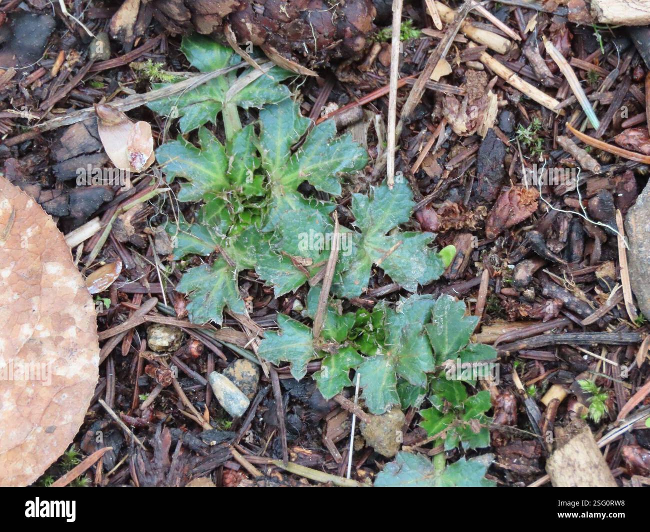 Pacific Sanicle (Sanicula crassicaulis), Plantae, View Royal, BC ...