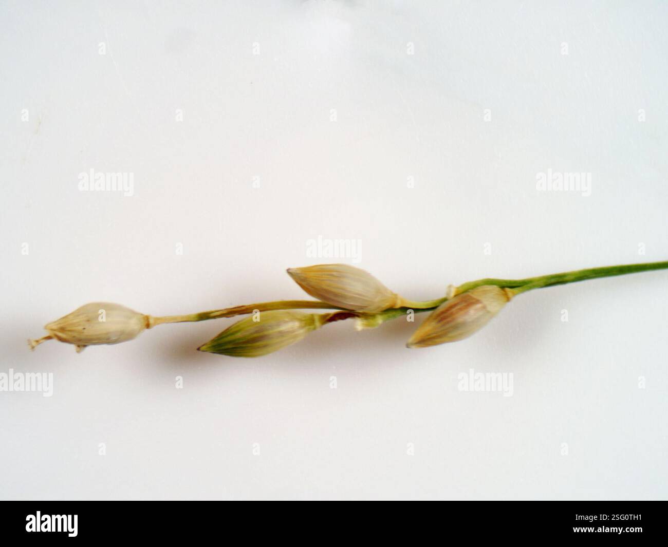 Torpedo grass (Panicum repens), Plantae, Boambee, nsw, Growing in sandy ...