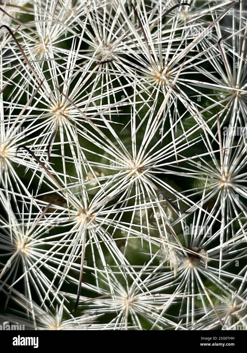Common Fishhook Cactus (Cochemiea tetrancistra), Plantae, Riverside ...