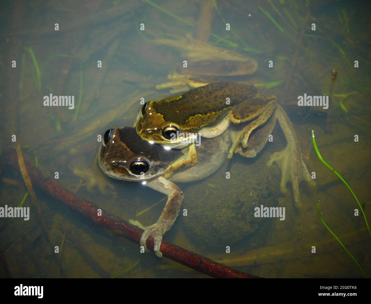 Brown Tree Frog (Litoria ewingii), Amphibia, Hobart TAS, Australia ...