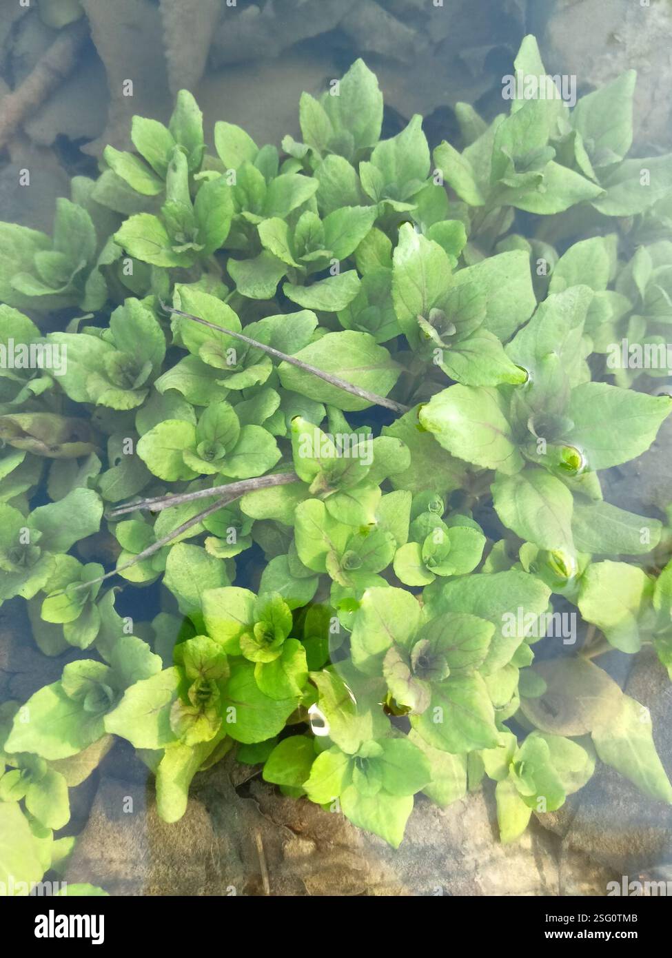 blue water-speedwell (Veronica anagallis-aquatica), Plantae, Varsi Via ...