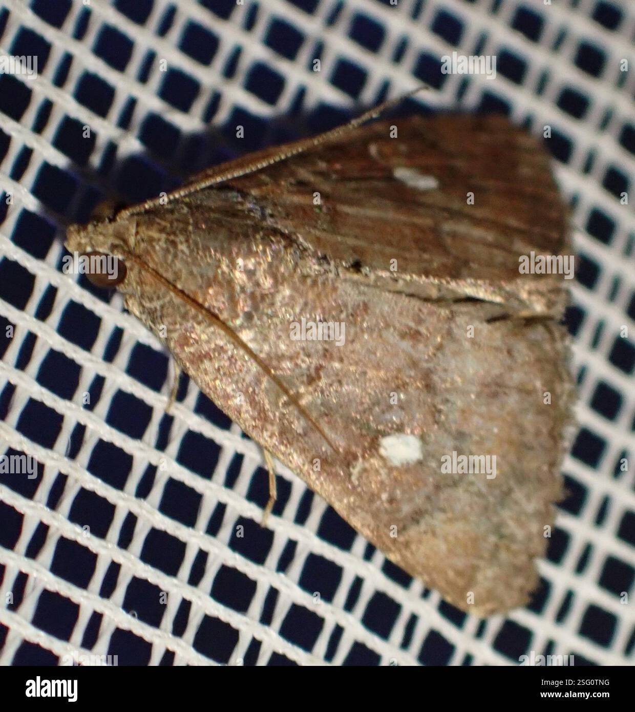 Oriental Eight-spot (Amyna axis), Insecta, Santo Antão, Cape Verde, CV ...