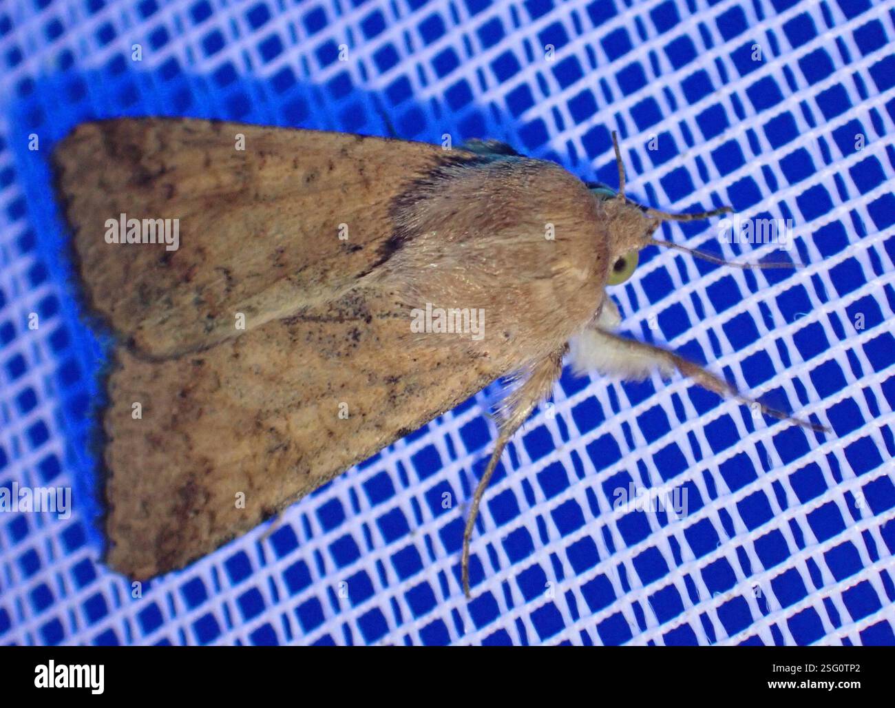 Cotton Bollworm Moth (Helicoverpa armigera), Insecta, Santo Antão, Cape ...