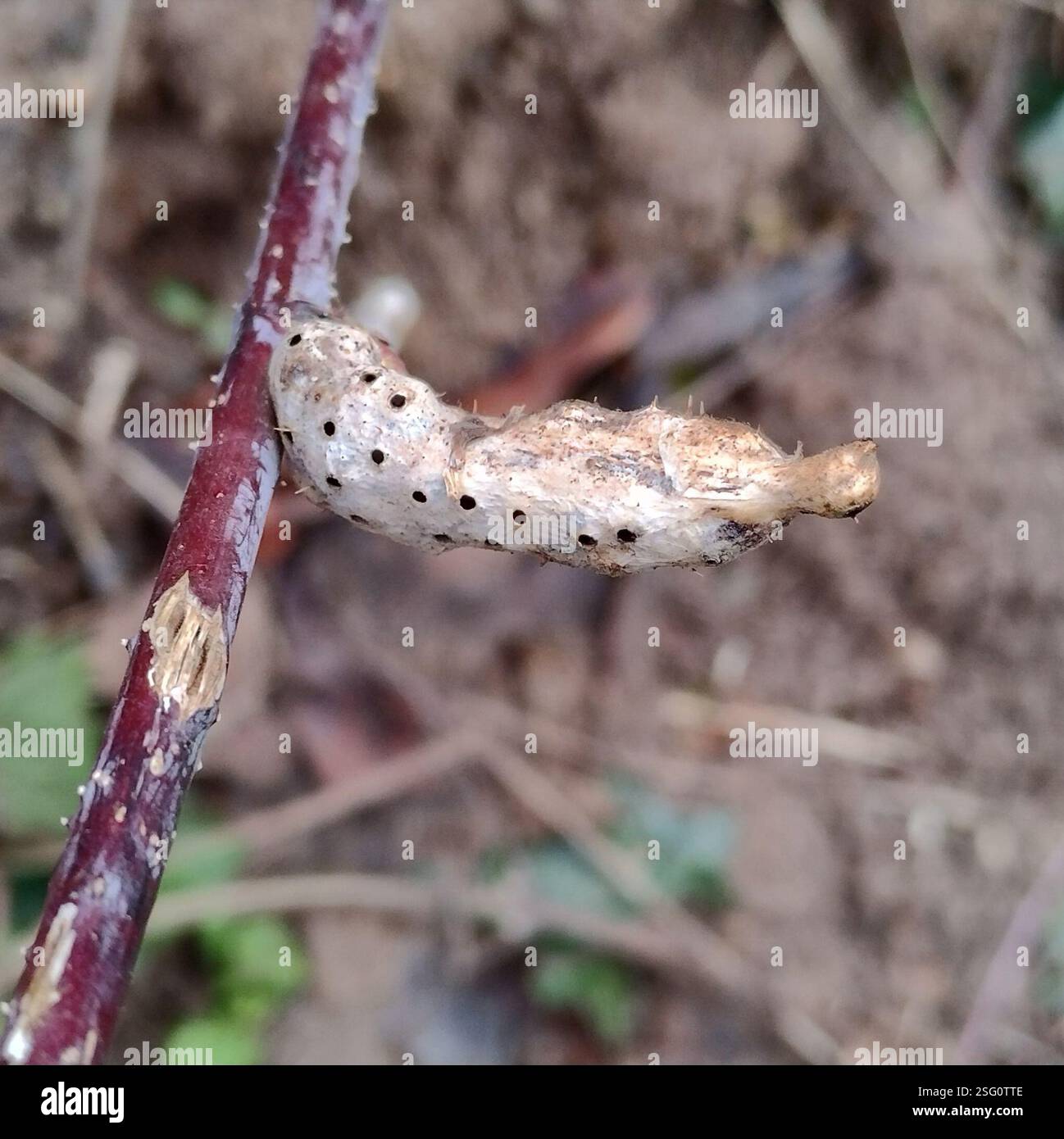 (Diastrophus rubi), Insecta, Kosanin dol, Pancharevo, Bulgaria, On ...