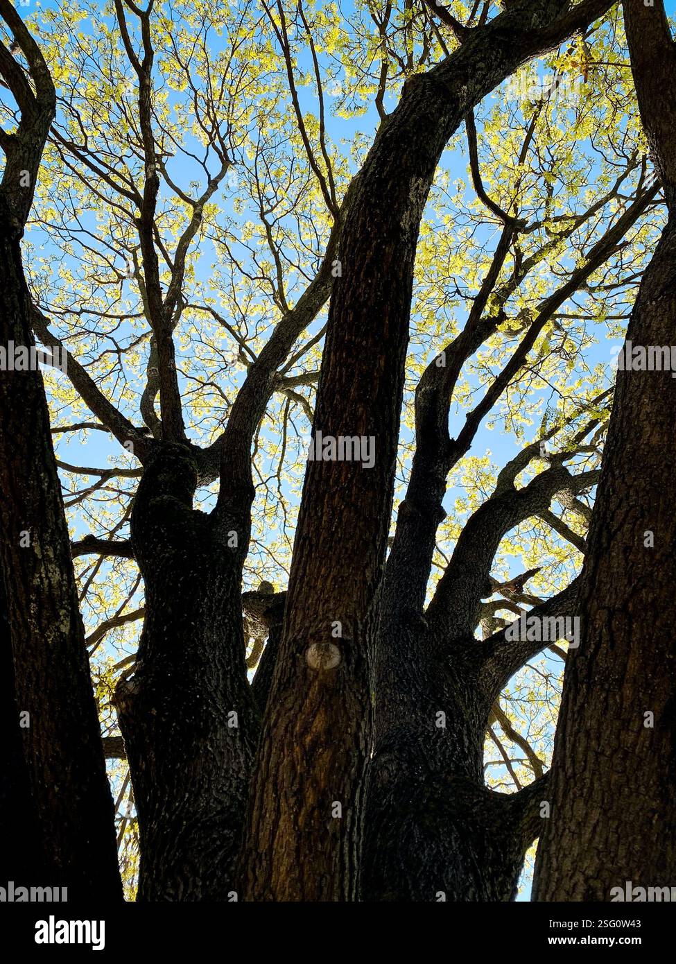 Backlit spring tree silhouette. Dark stem of the old tree against the ...
