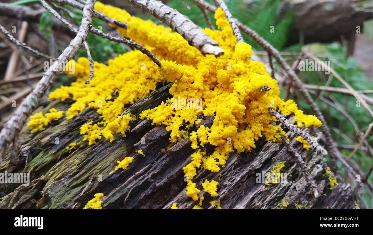 Dog Vomit Slime Mold (Fuligo septica), Protozoa, forests above ...