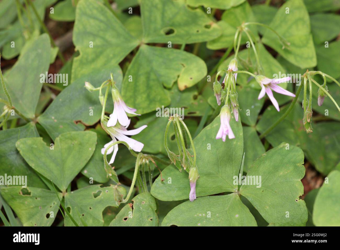 false shamrock (Oxalis triangularis), Plantae, Araçariguama, SP, 18147 ...