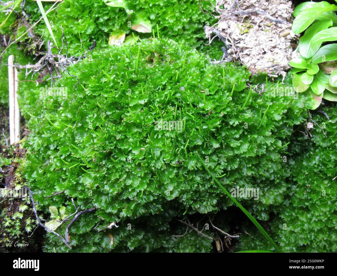 Dotted Hornwort (Anthoceros punctatus), Plantae, Pontevedra, ES-GA, ES ...