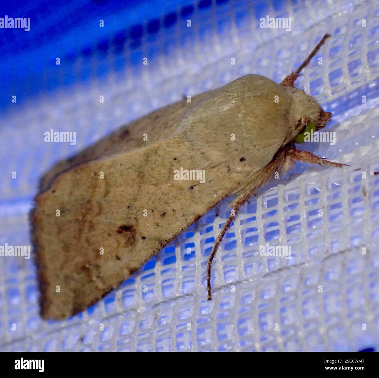 Cotton Bollworm Moth (Helicoverpa armigera), Insecta, Santo Antão, Cape ...