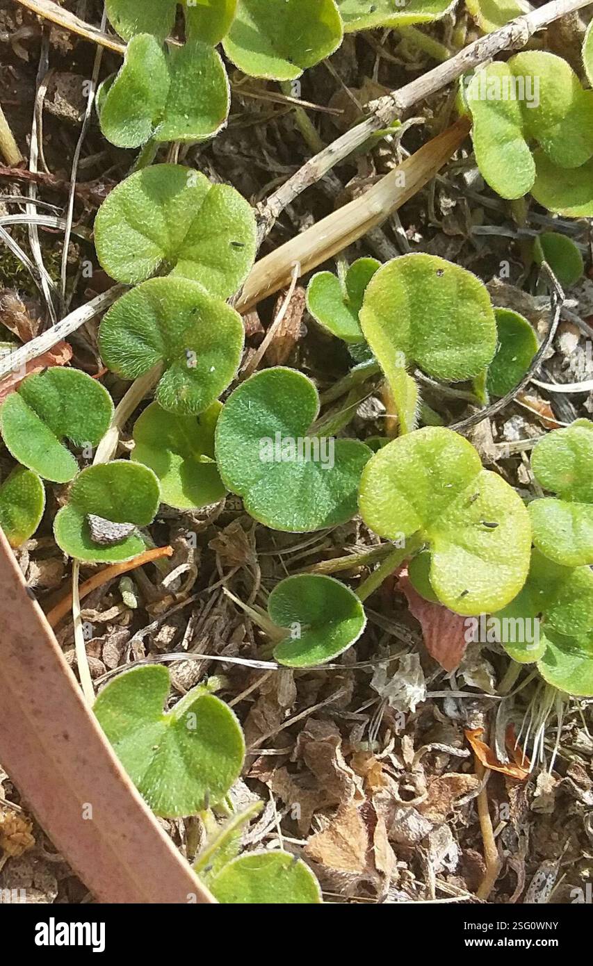 kidney weed (Dichondra repens), Plantae, Marion - Central, AU-SA, AU ...